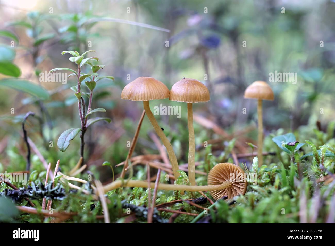 Galerina vittiformis, known as hairy leg bell, wild mushroom from ...