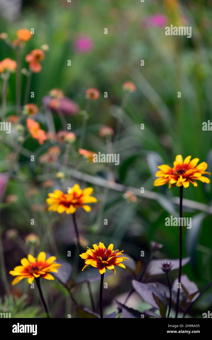 Heliopsis helianthoides var scabra Burning Hearts,rust orange,rusty ...
