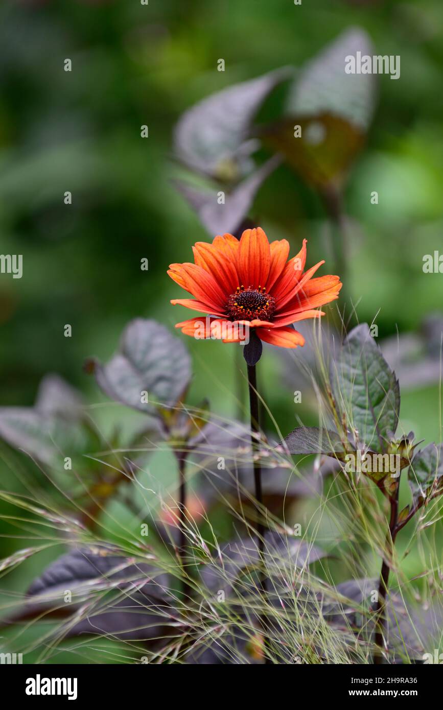 Heliopsis helianthoides var scabra Bleeding Hearts,rust orange,rusty ...