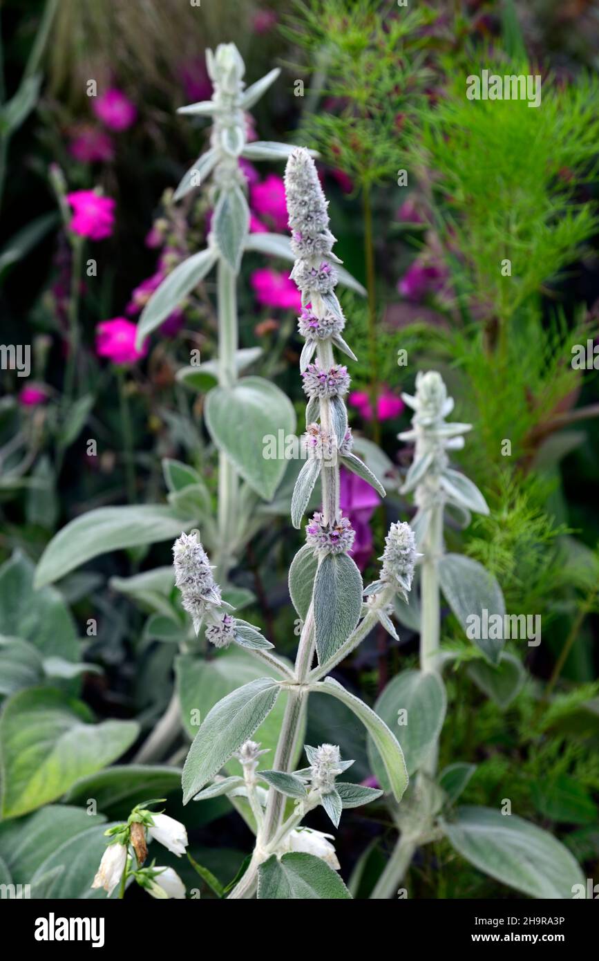 Stachys byzantina,lamb's-ear,woolly hedgenettle,silver foliage,silver ...