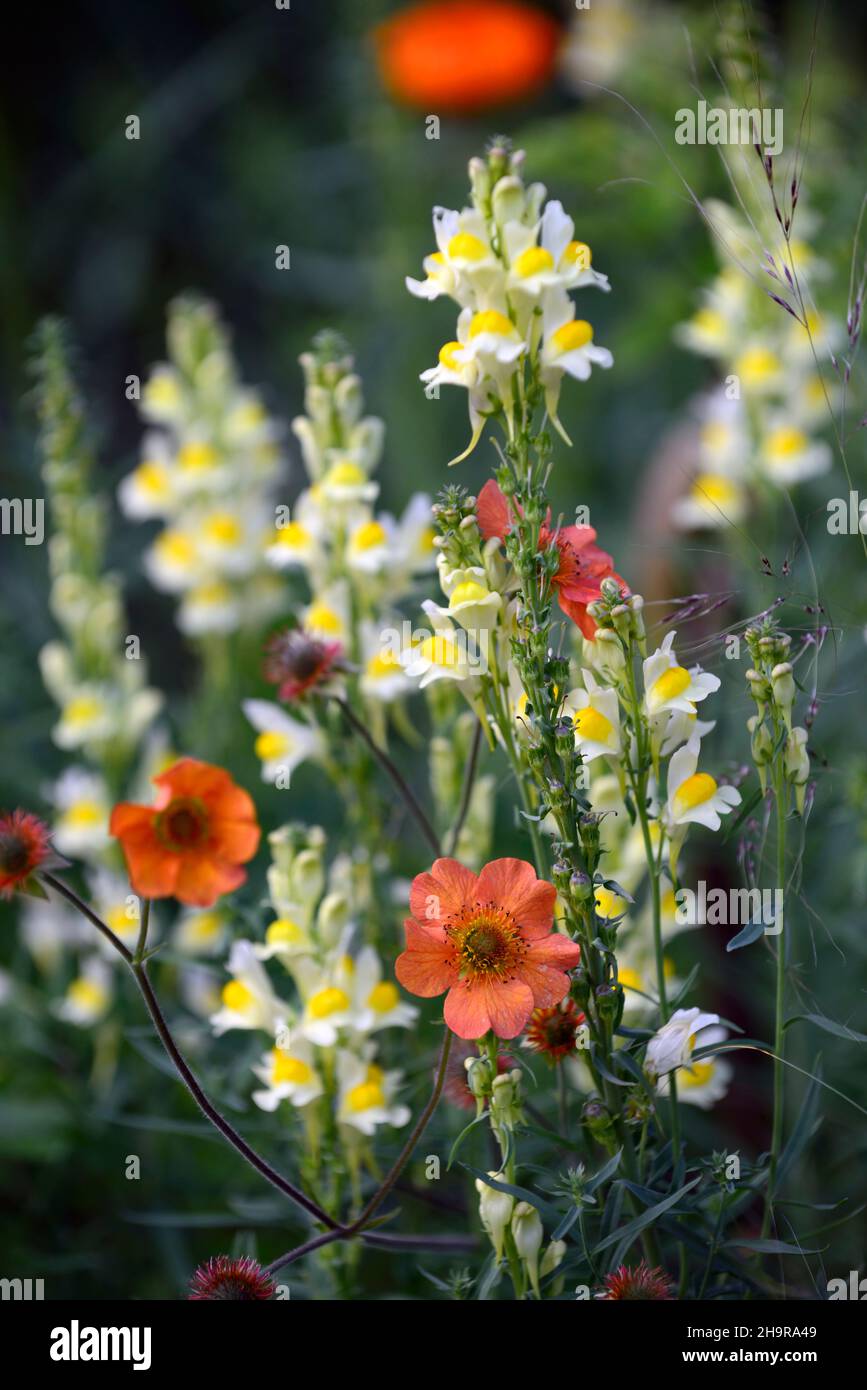 Linaria purpurea ‘poached egg’ hi-res stock photography and images - Alamy