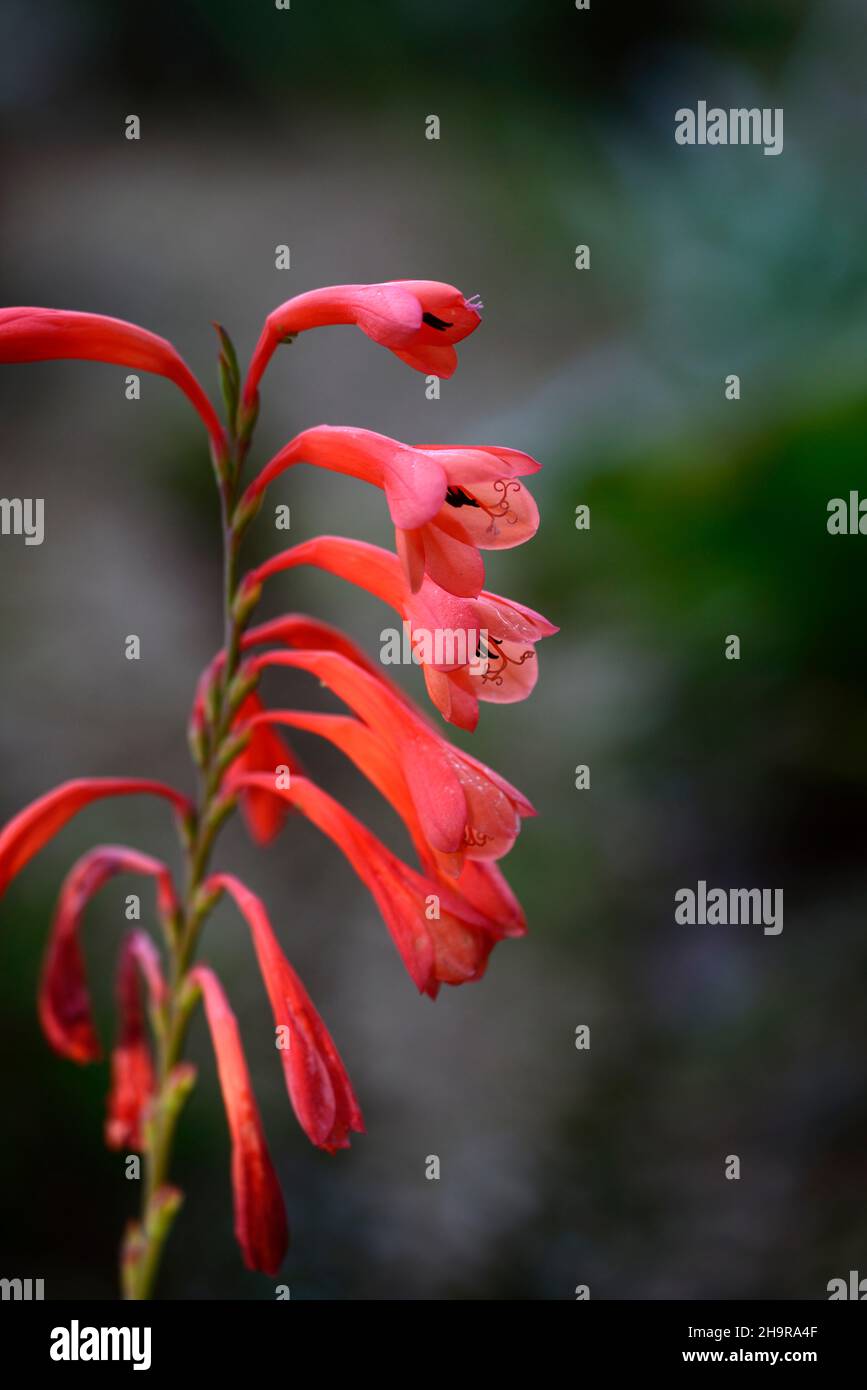 Beatricis hi-res stock photography and images - Alamy