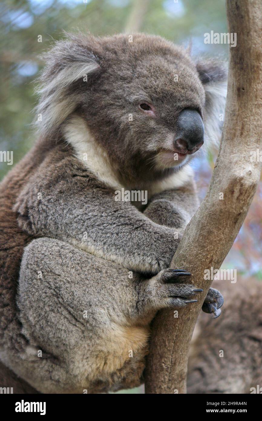 The koala is an arboreal herbivorous marsupial native to Australia. It ...