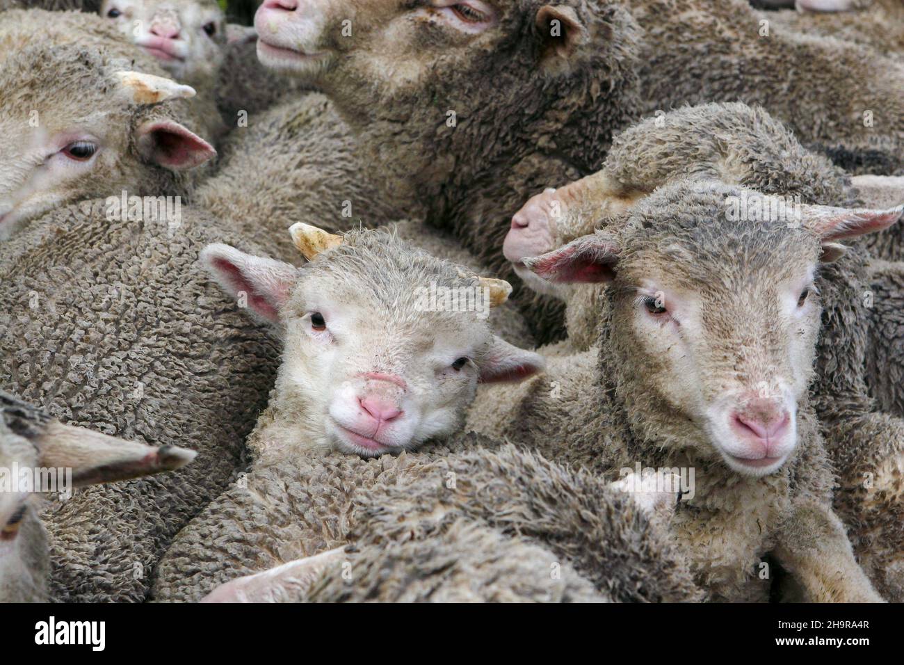 Sheep during loading on a truck Stock Photo - Alamy