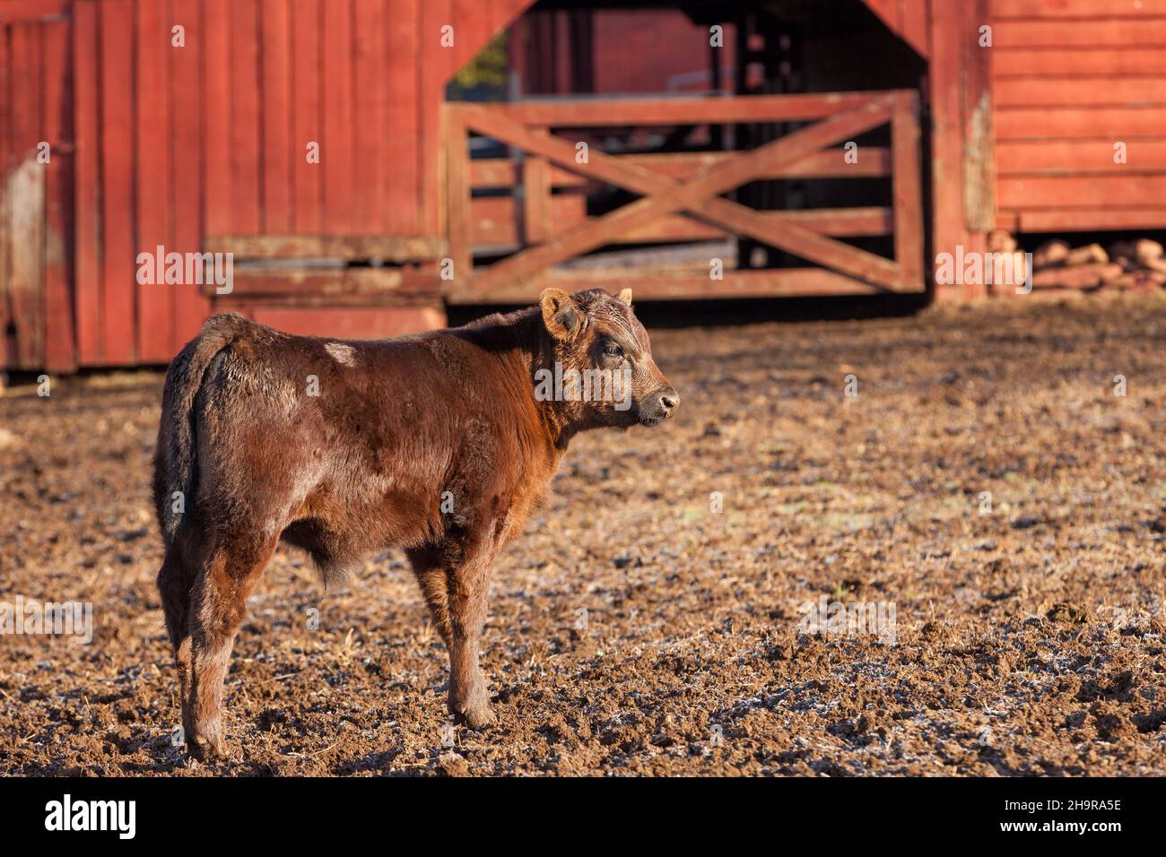 Baby cow barn hi-res stock photography and images - Alamy