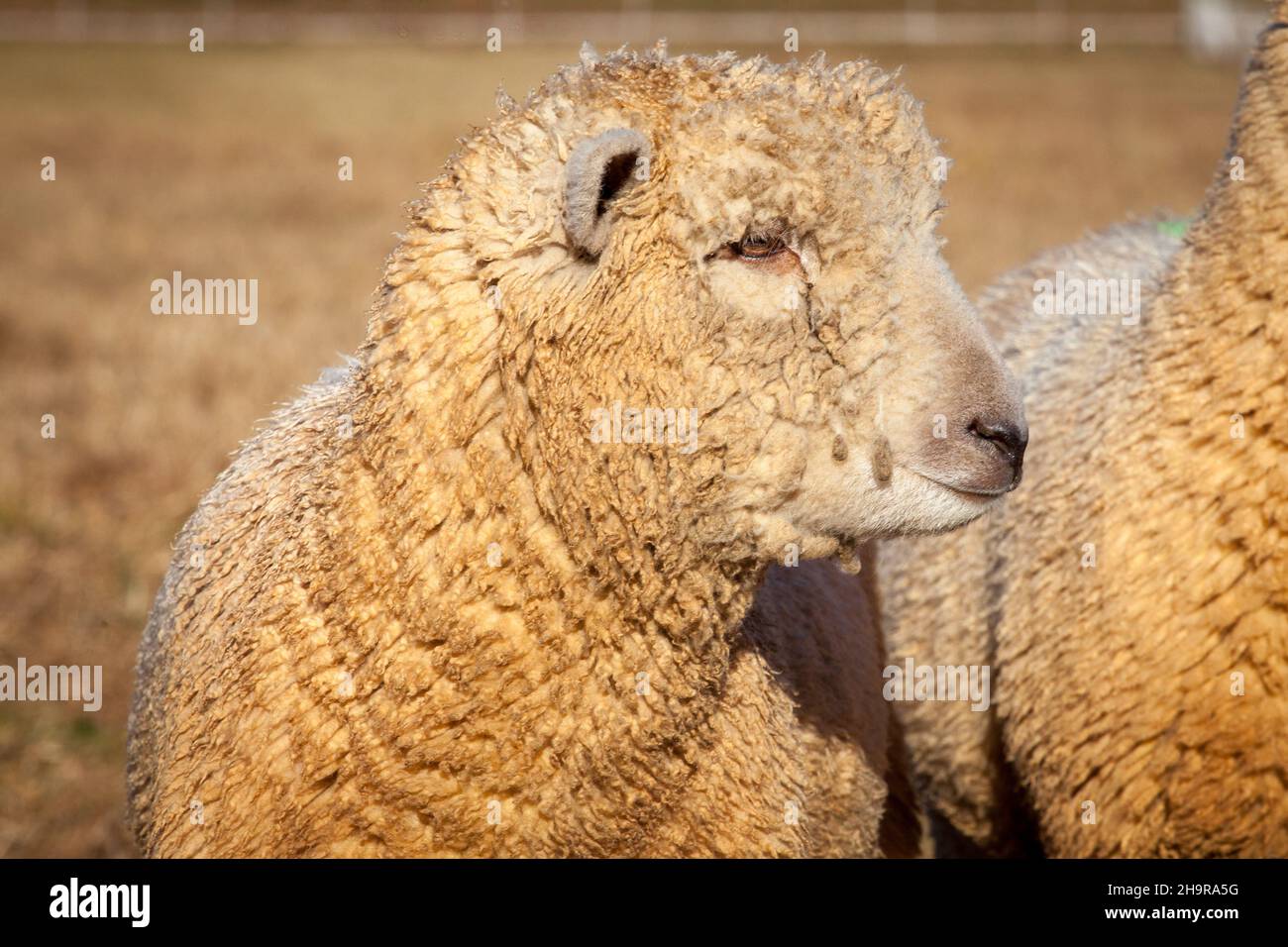 Sheep on Farm - Sheep Close-up Eye - Australia Stock Photo - Alamy