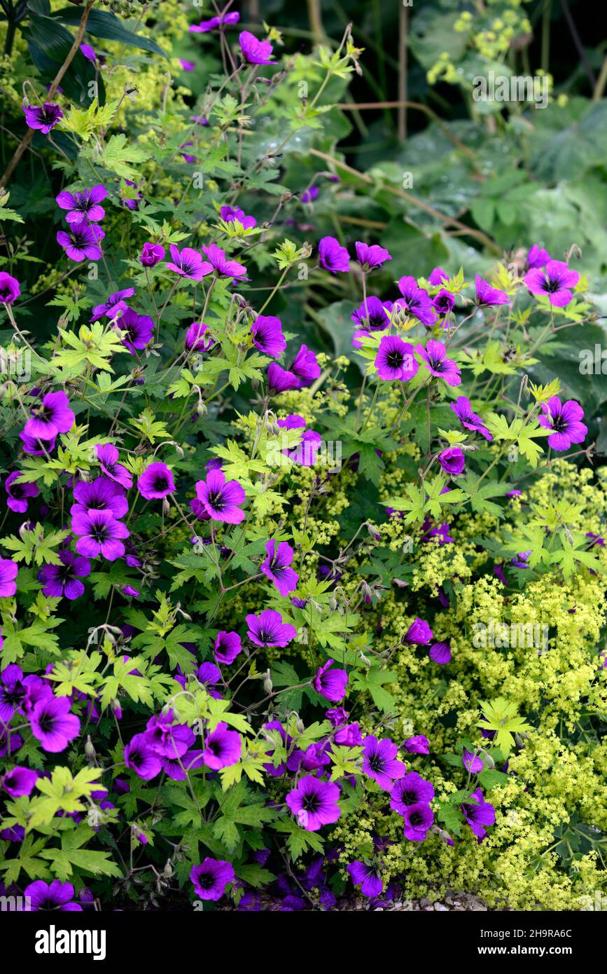 Geranium Anne Thomson, Geranium procurrens x Geranium psilostemon ...