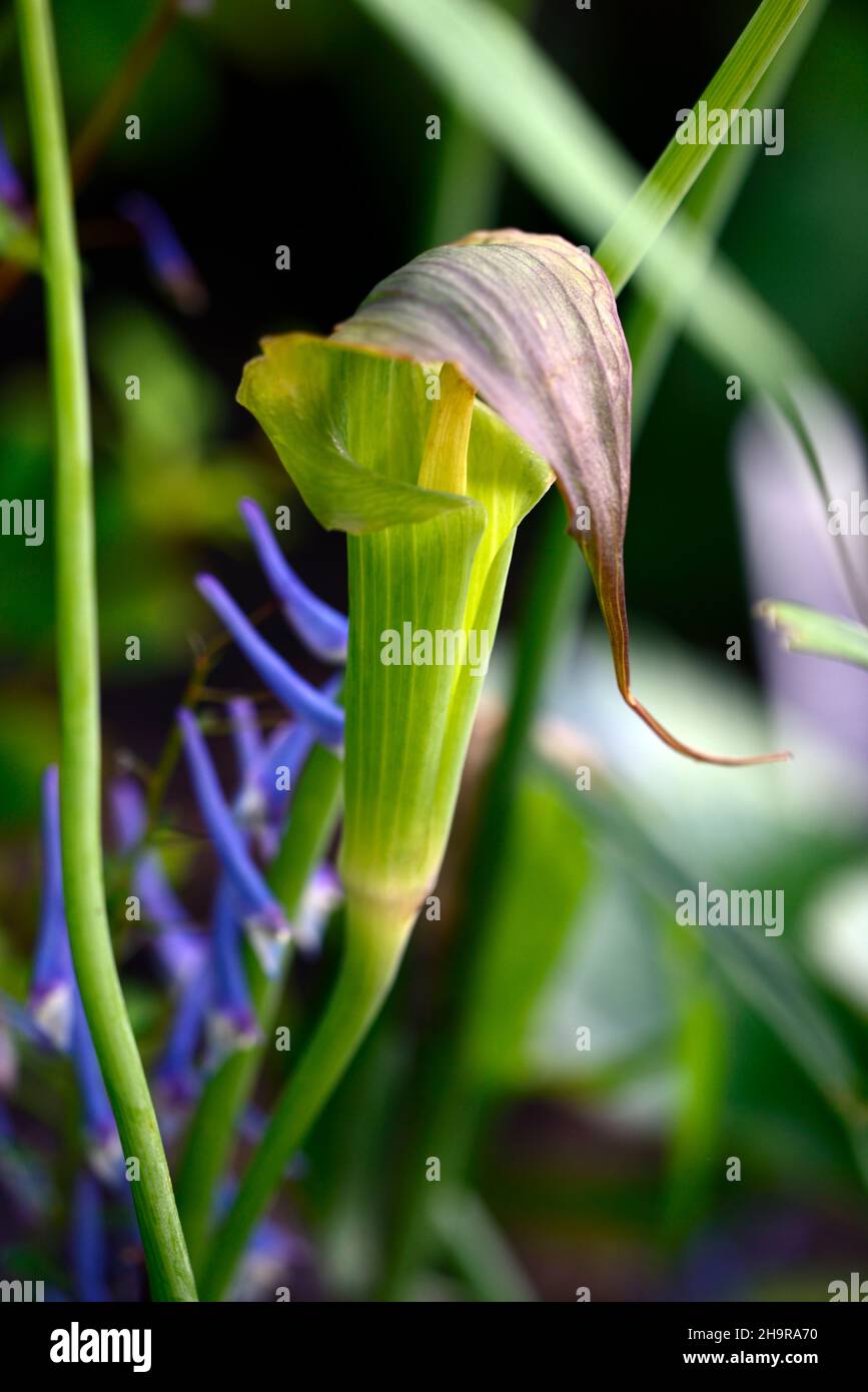 Arisaema cobra lily,aroid,spathe,long spadix,exotic flower,flowers ...