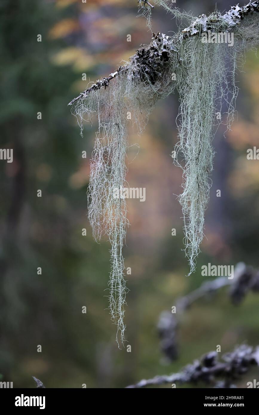 Usnea dasypoga, also called Usnea filipendula, commonly known as ...