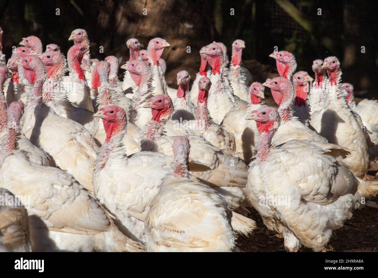 Turkeys on a farm Stock Photo - Alamy