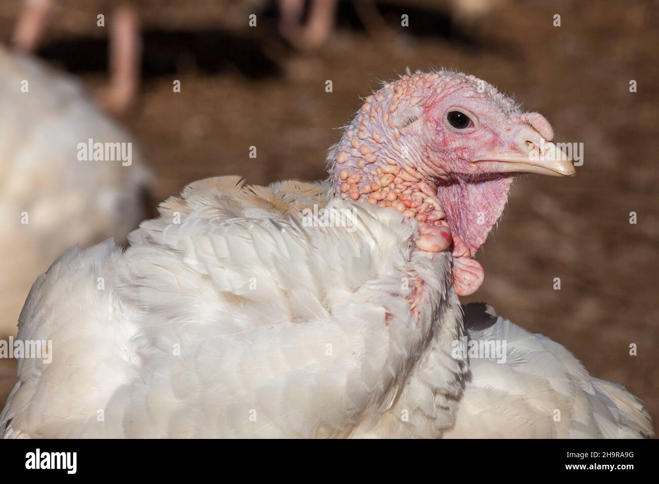 Turkeys on a farm Stock Photo - Alamy