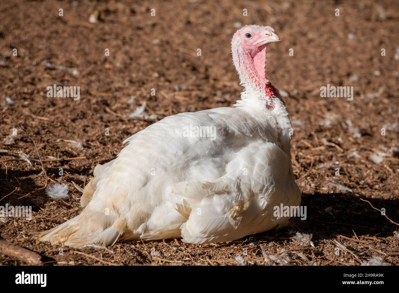 Turkeys on a farm Stock Photo - Alamy