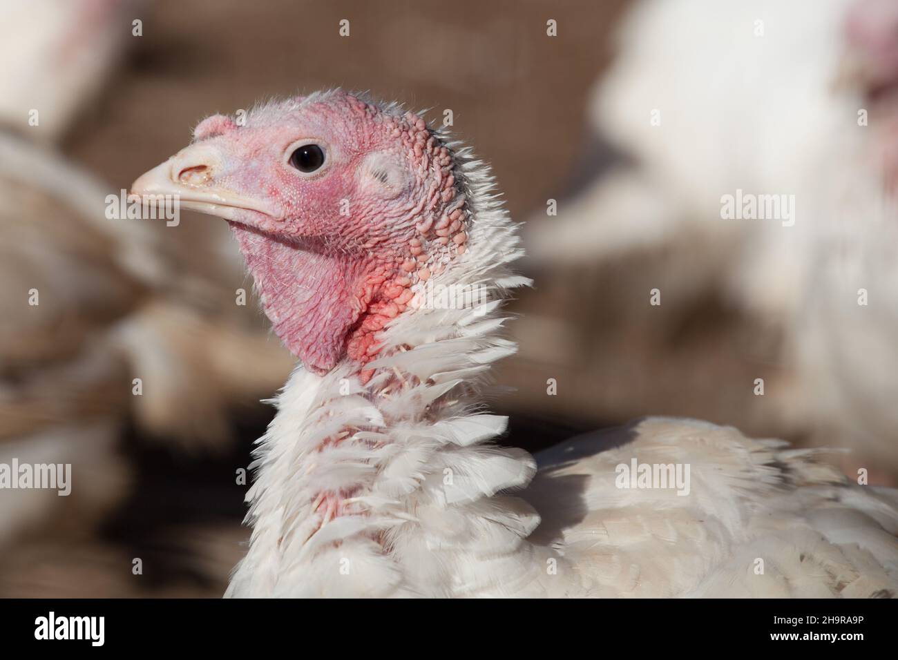Turkeys on a farm Stock Photo - Alamy