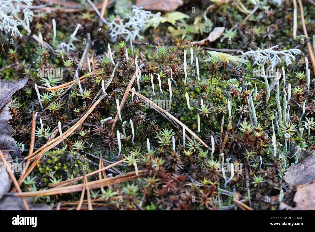 Corynoides hi-res stock photography and images - Alamy