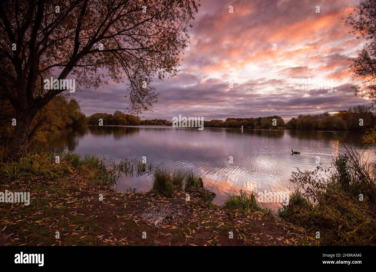 Autumn sunrise on the lake at Colwick Park, Nottinghamshire England UK ...