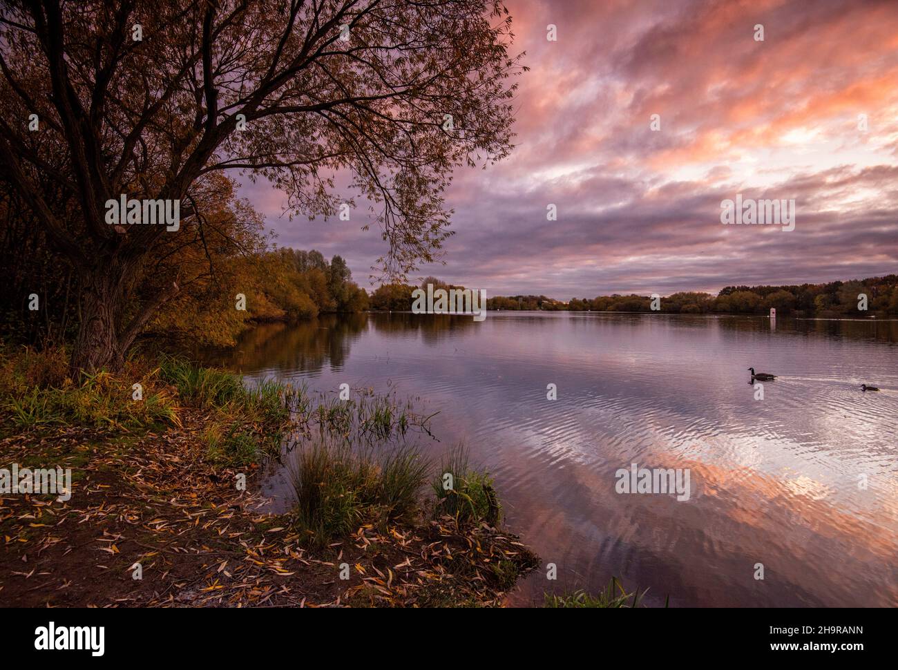 Autumn sunrise on the lake at Colwick Park, Nottinghamshire England UK ...