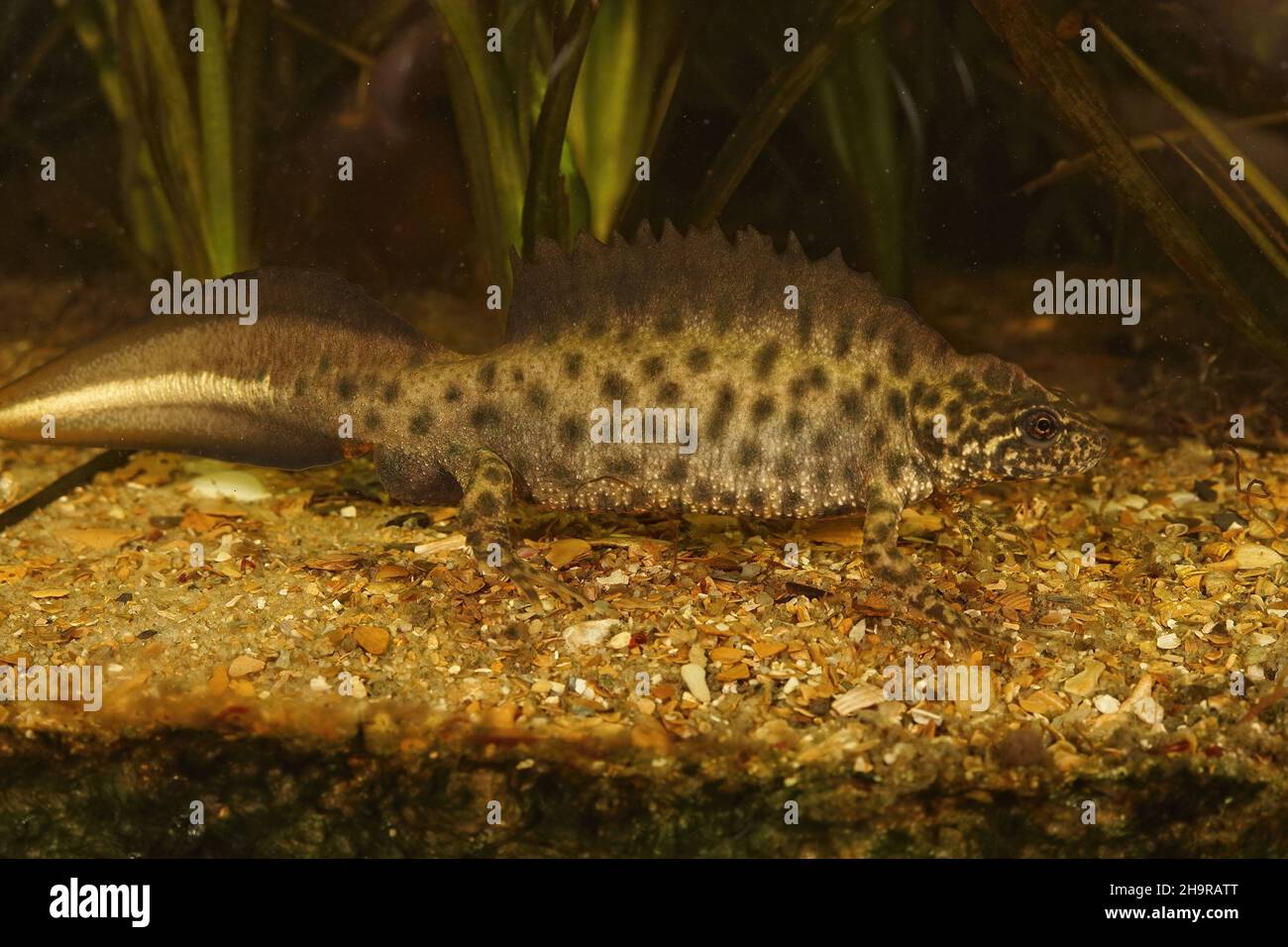 Detailed aquatic animal hi-res stock photography and images - Alamy