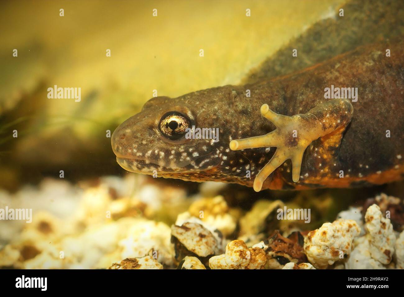 Closeup on the head of a female aquatic Danube crested newt, Triturus ...