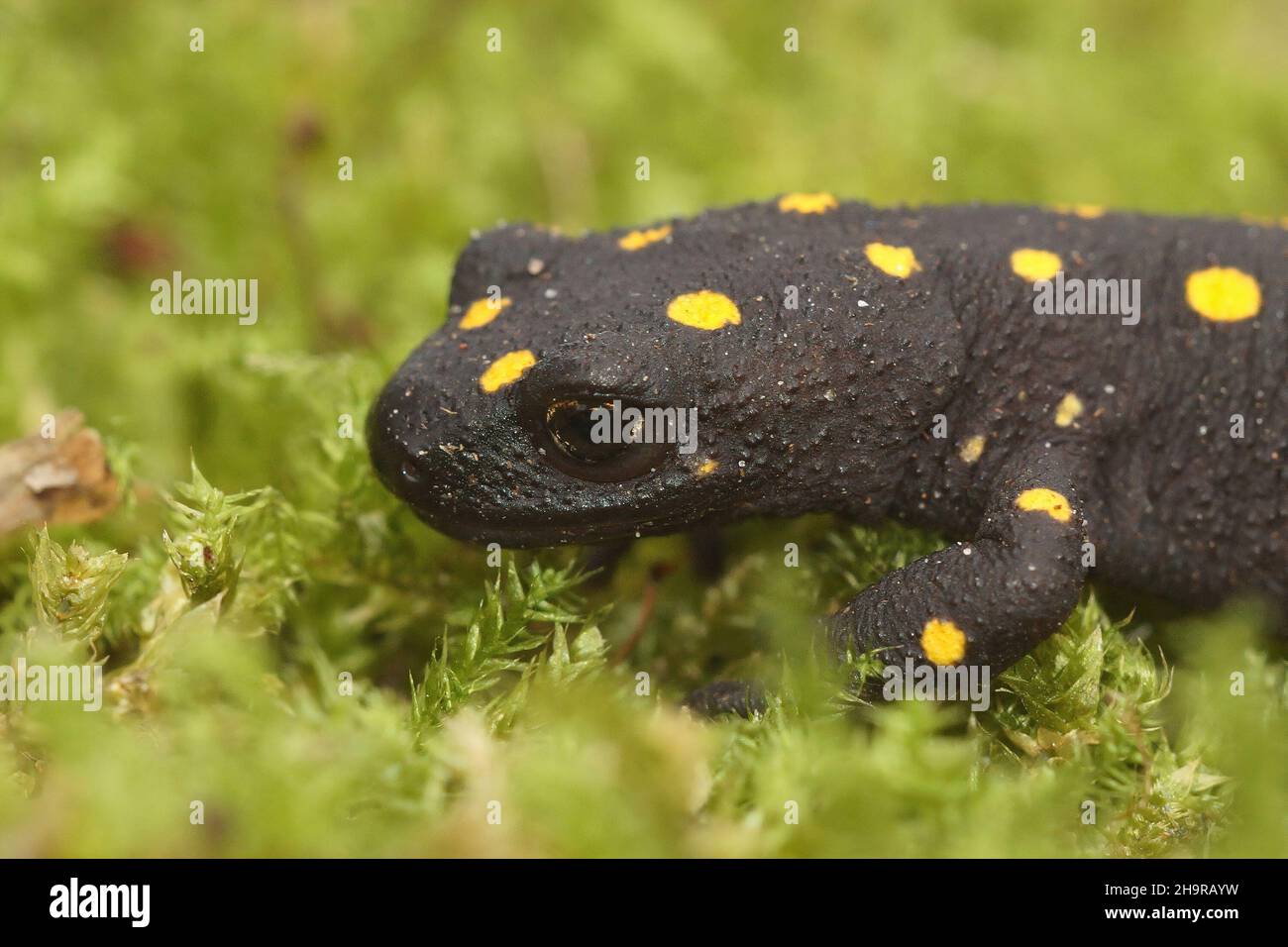 Closeup on a terrestrial juvenile of the colorful Anatolian newt Stock ...