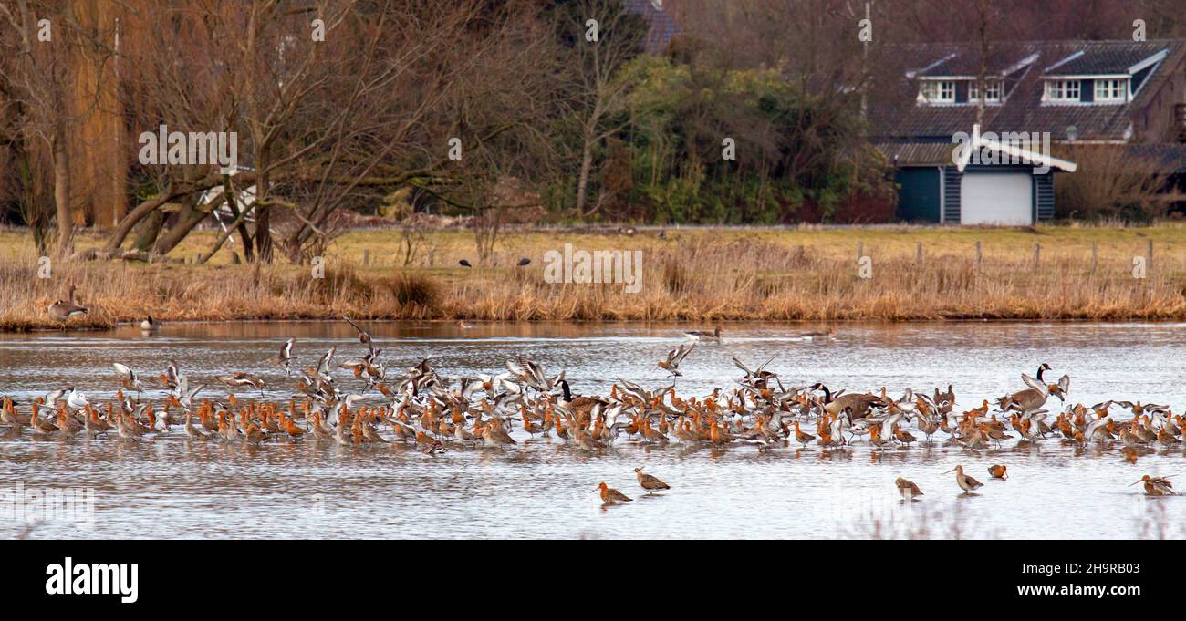 Waterfowl in urban environment Stock Photo - Alamy