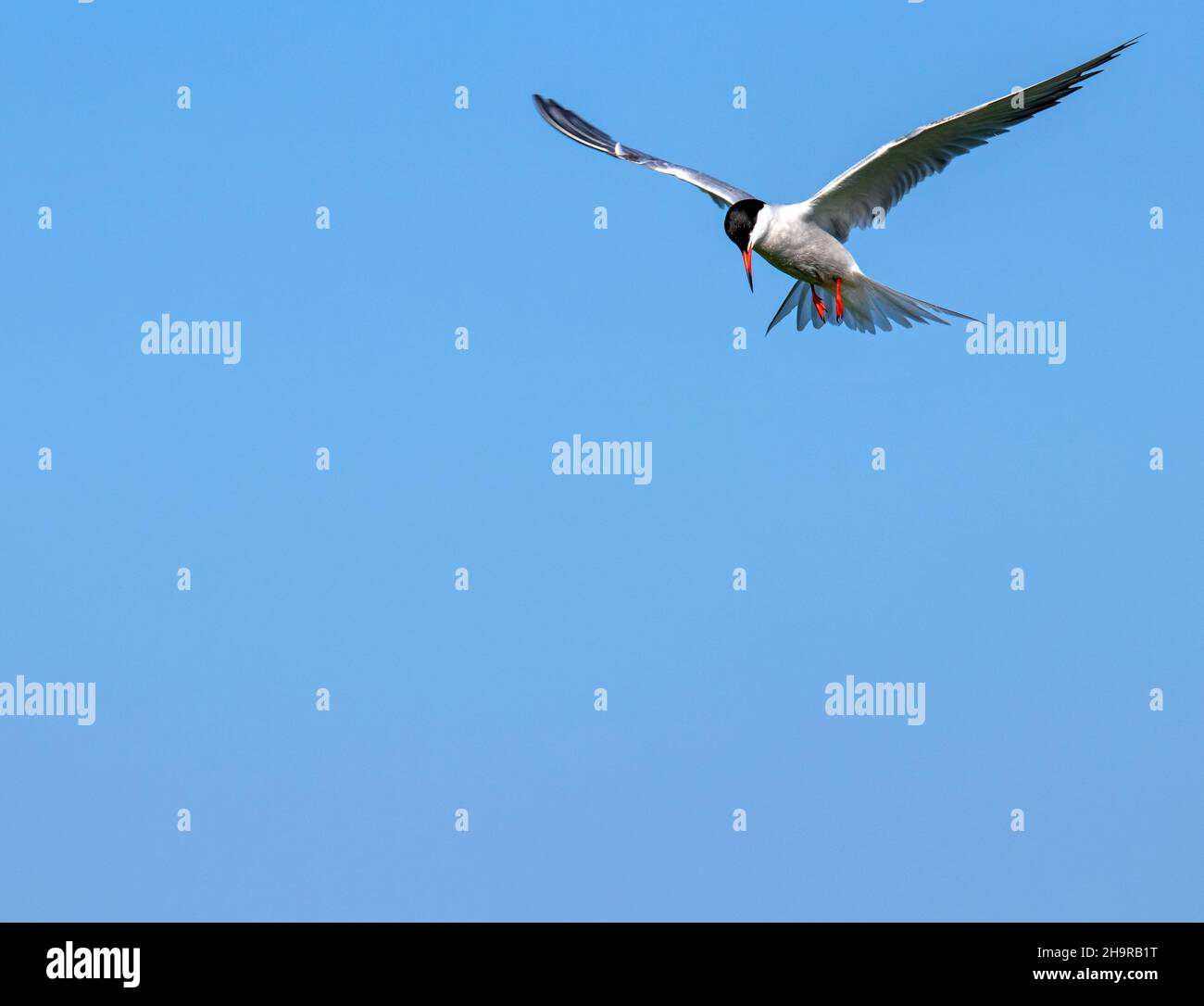 Hovering common tern Stock Photo - Alamy