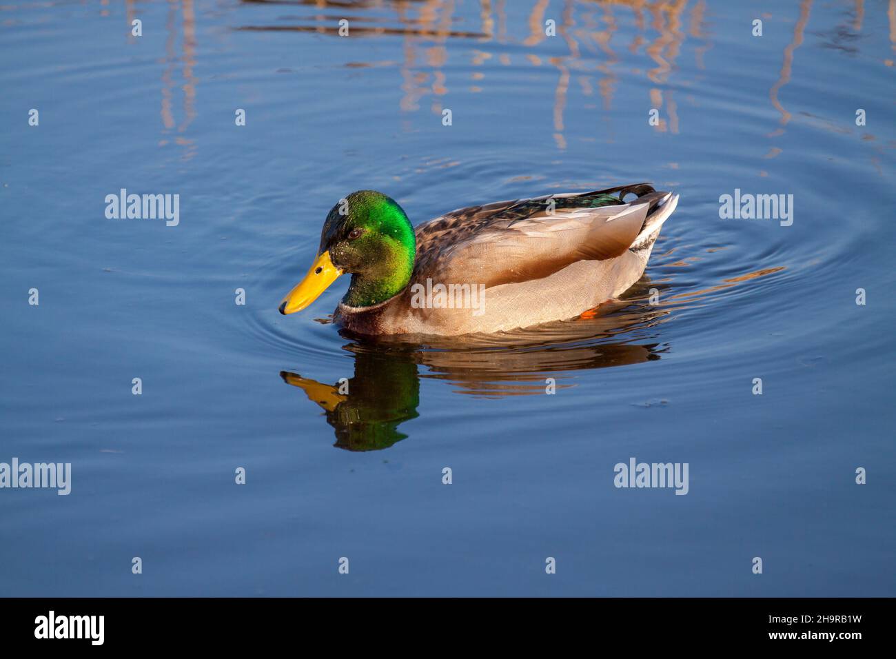 Swimming sunlit male mallard Stock Photo - Alamy