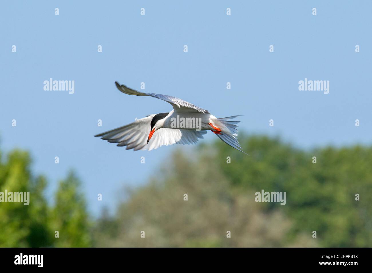 Common tern with wings out hi-res stock photography and images - Alamy
