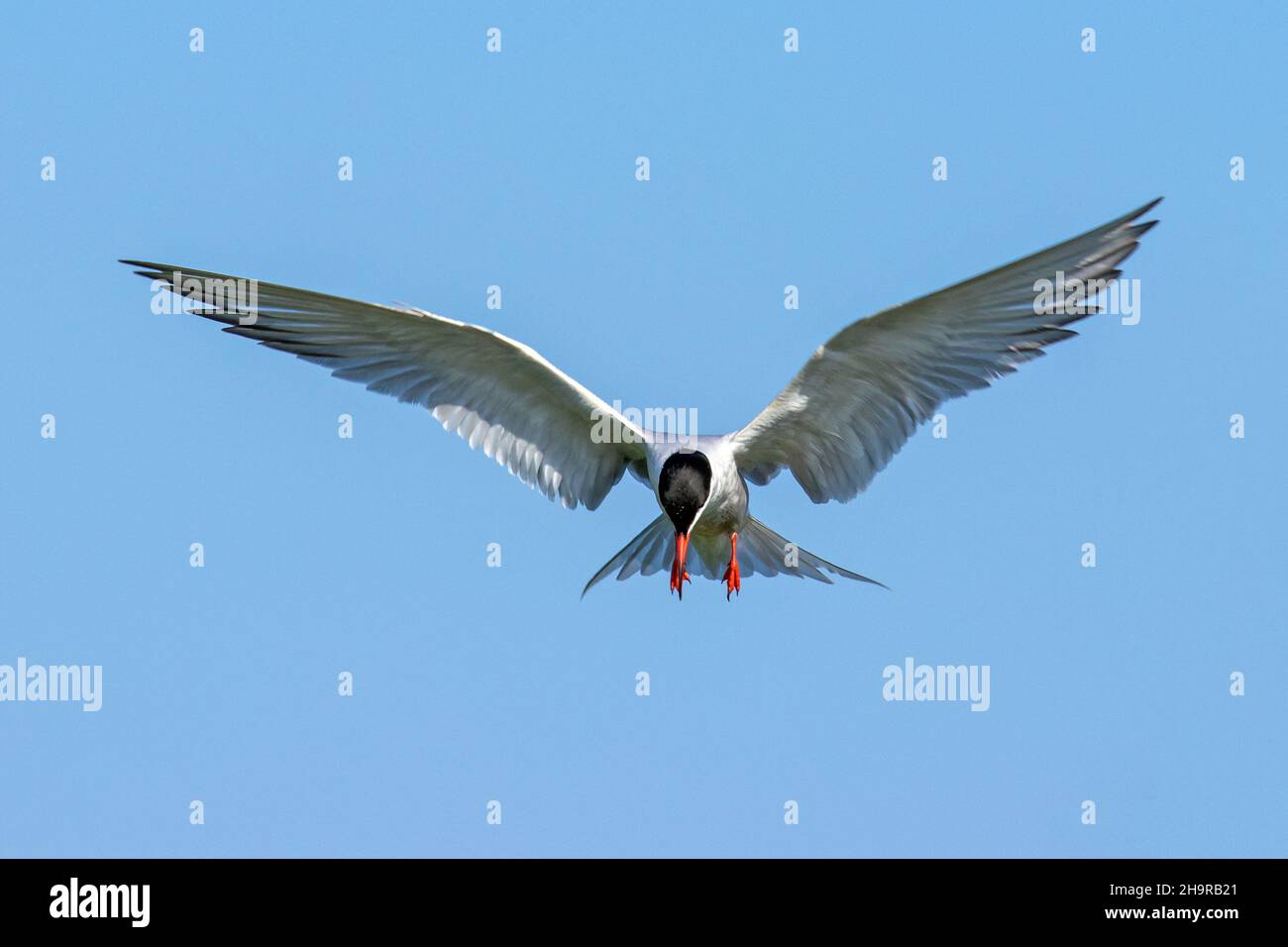Hovering common tern Stock Photo - Alamy
