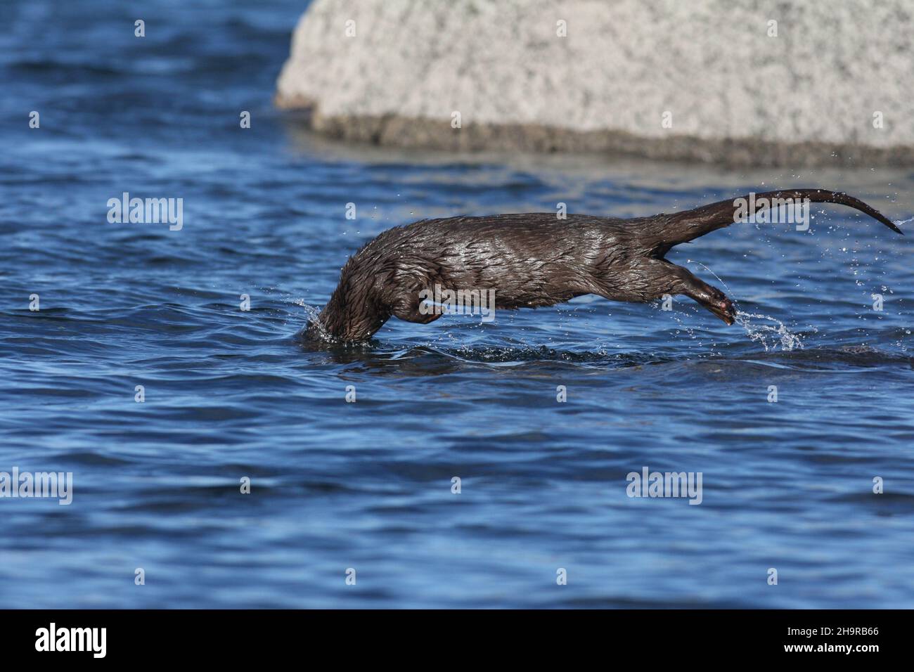 Otters are very successful aquatic mammals. On coasts they can catch ...