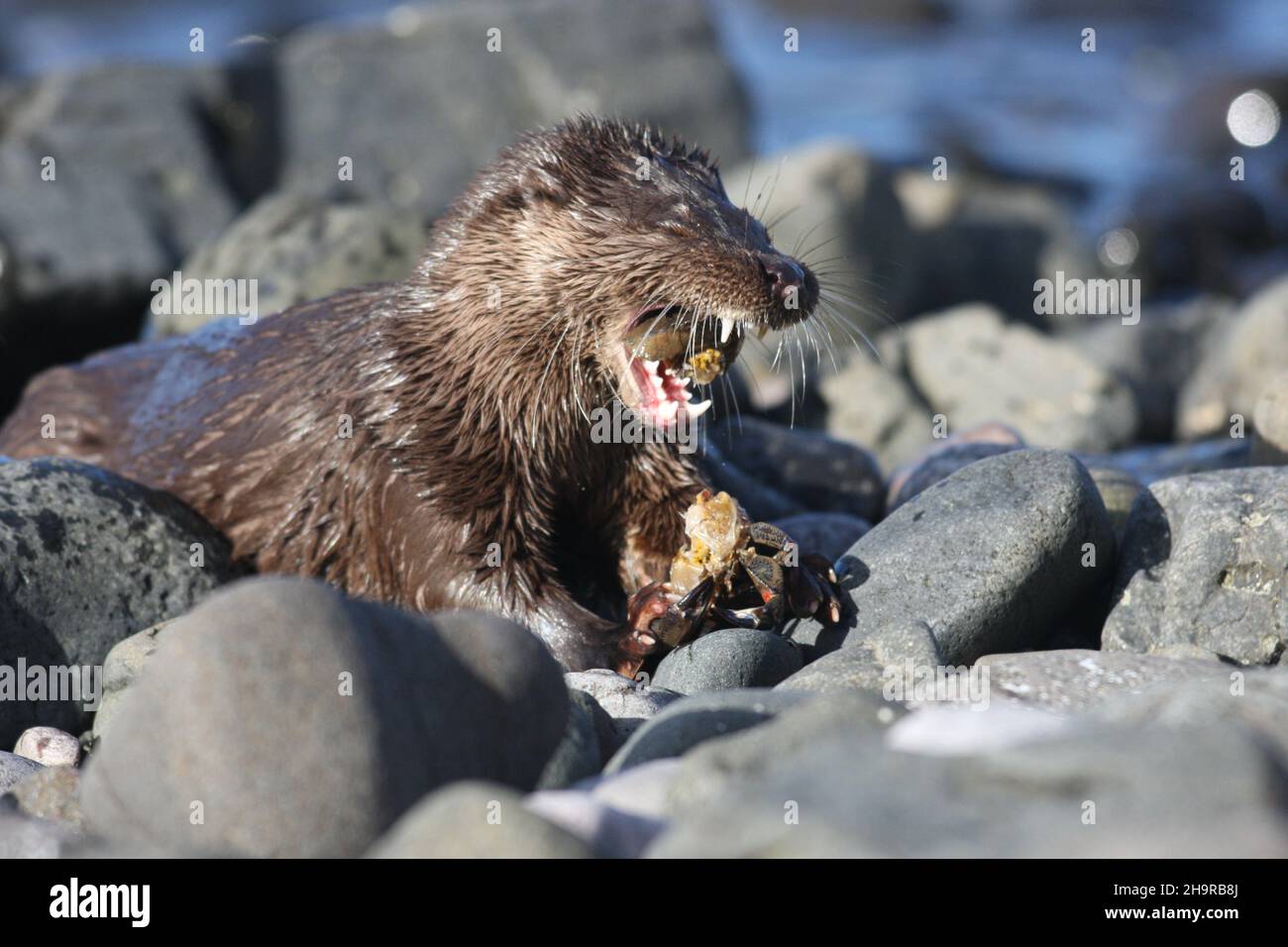 Otters are very successful aquatic mammals. On coasts they can catch ...