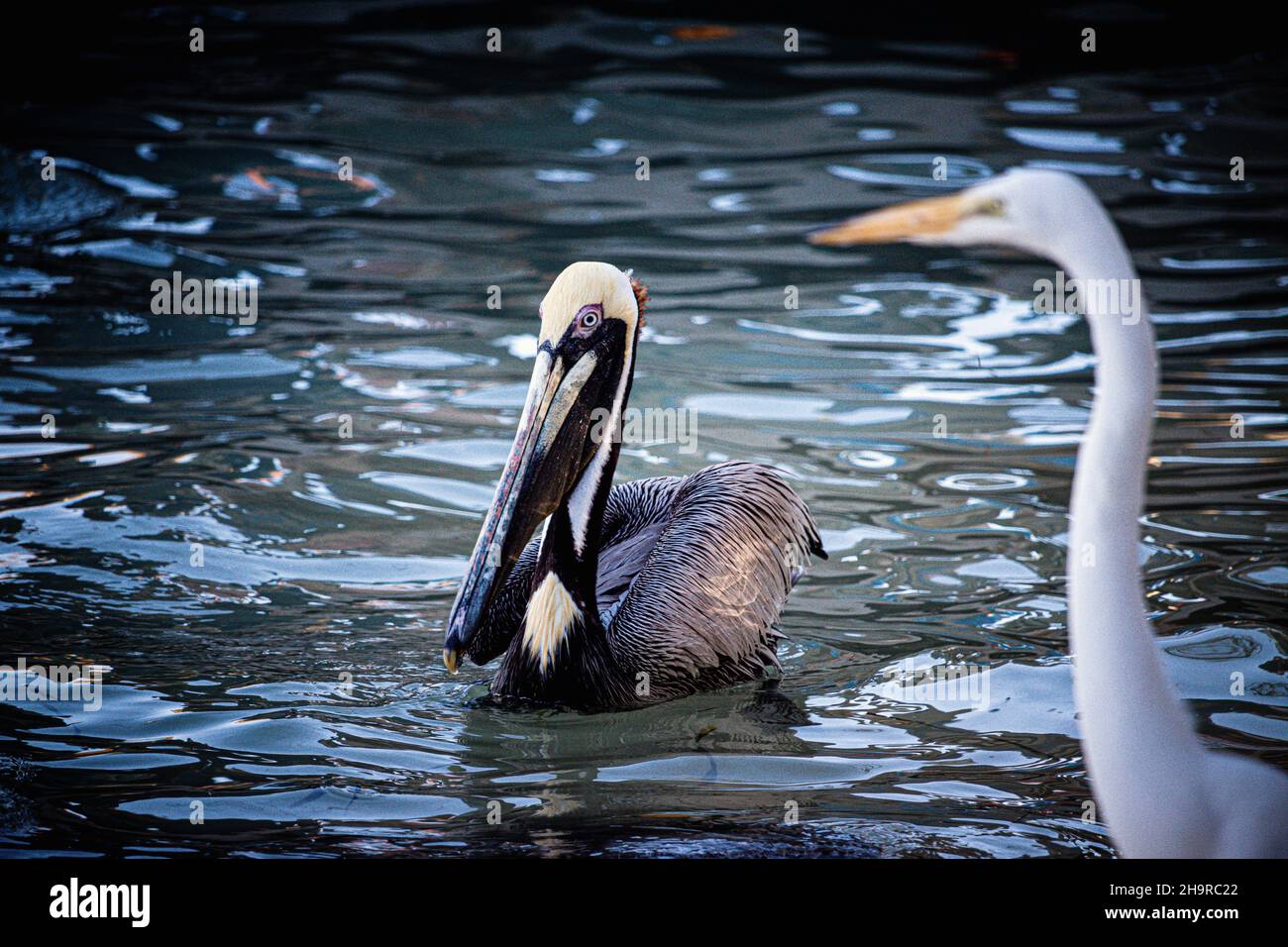 Selective focus shot a pelican floating in the lake Stock Photo - Alamy