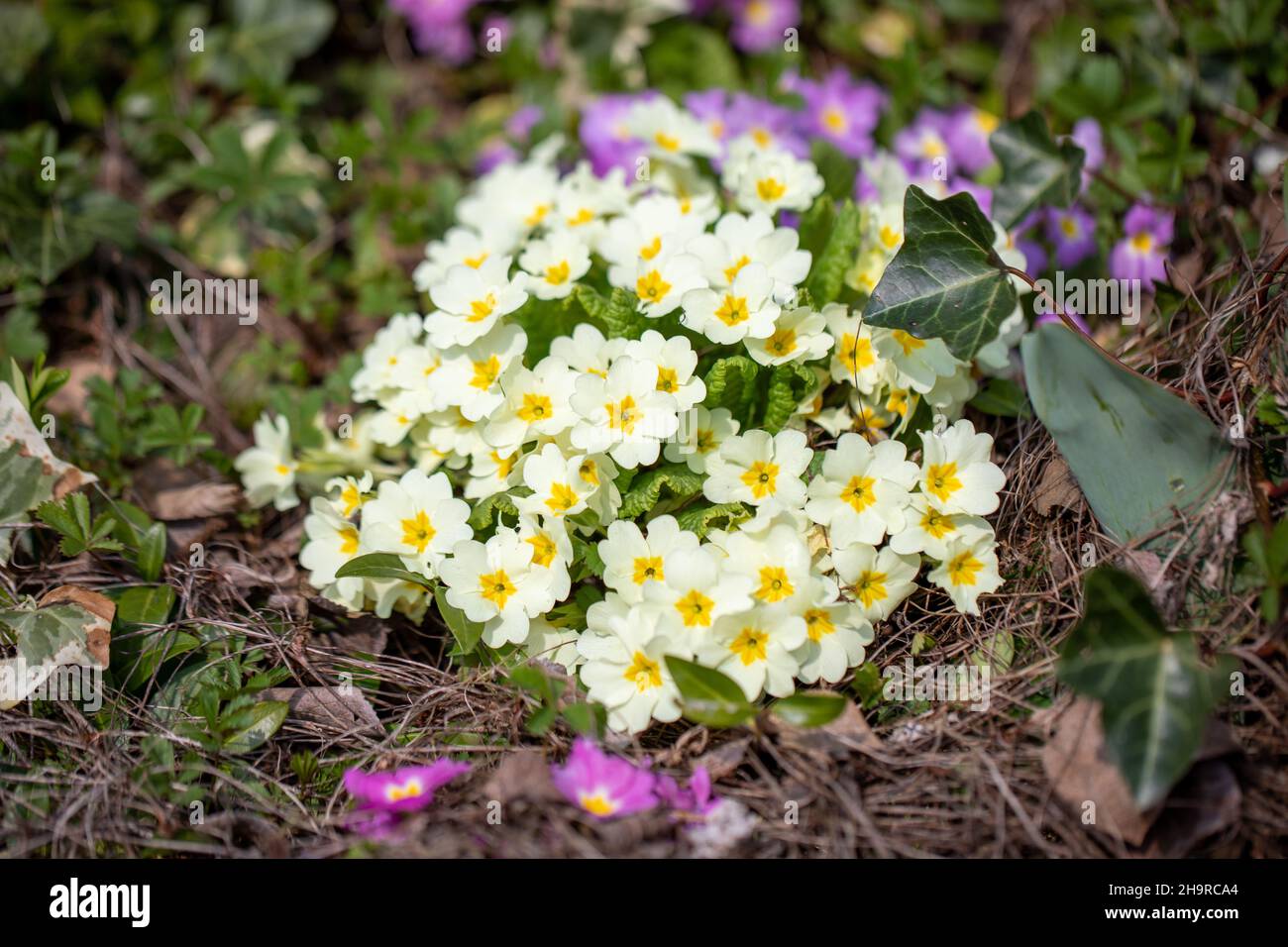 Closeup shot of a bunch of White Primrose Stock Photo - Alamy