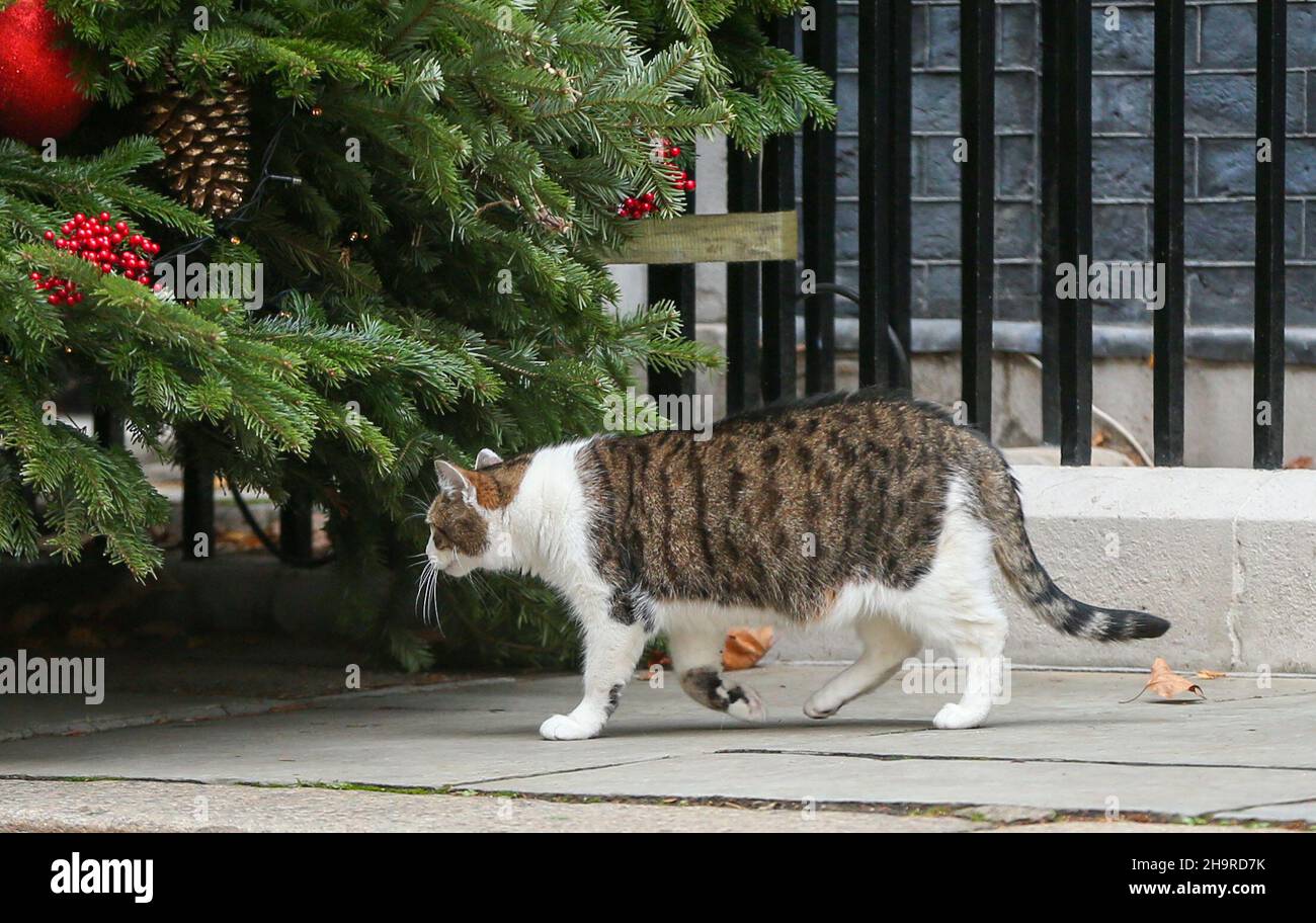 London, England, UK. 8th Dec, 2021. UK Prime Minister's office's cat ...