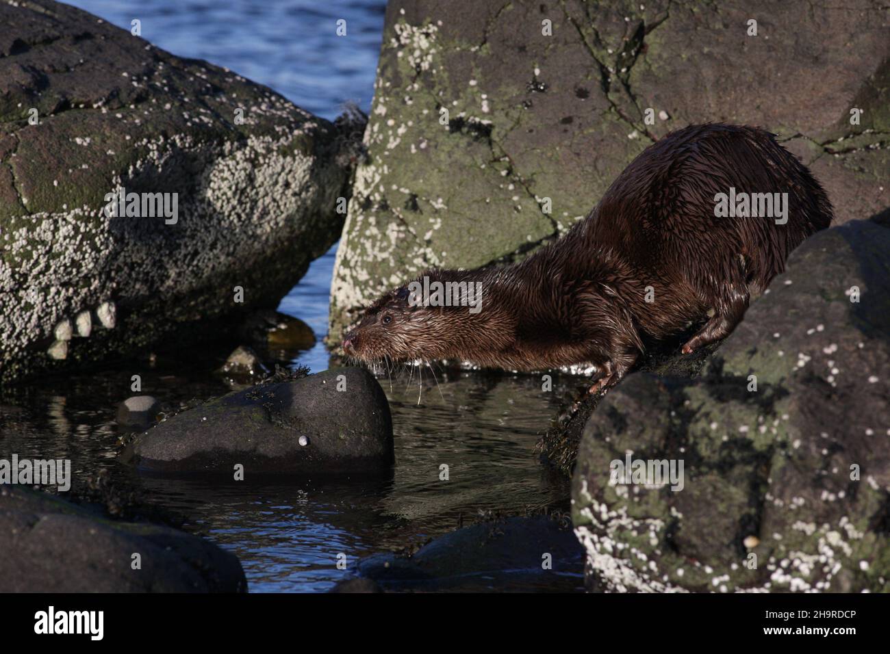 Otters are very successful aquatic mammals. On coasts they can catch ...