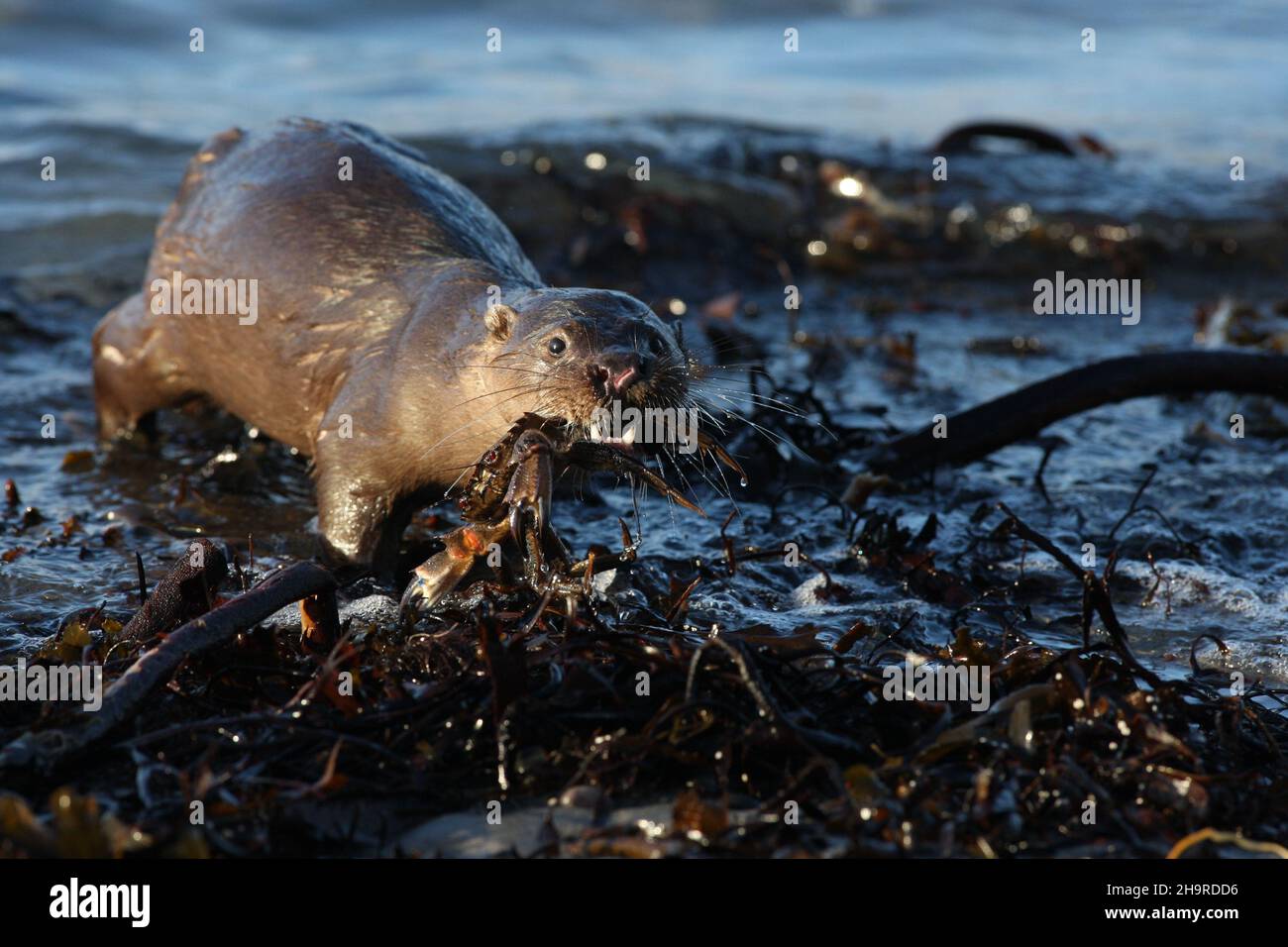 Otters are very successful aquatic mammals. On coasts they can catch ...