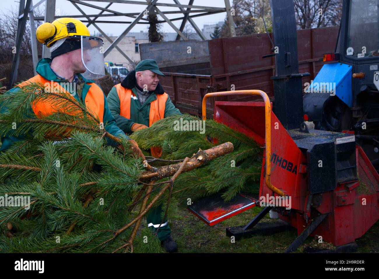 Collection point for recycling used Christmas trees. Worker puts ...
