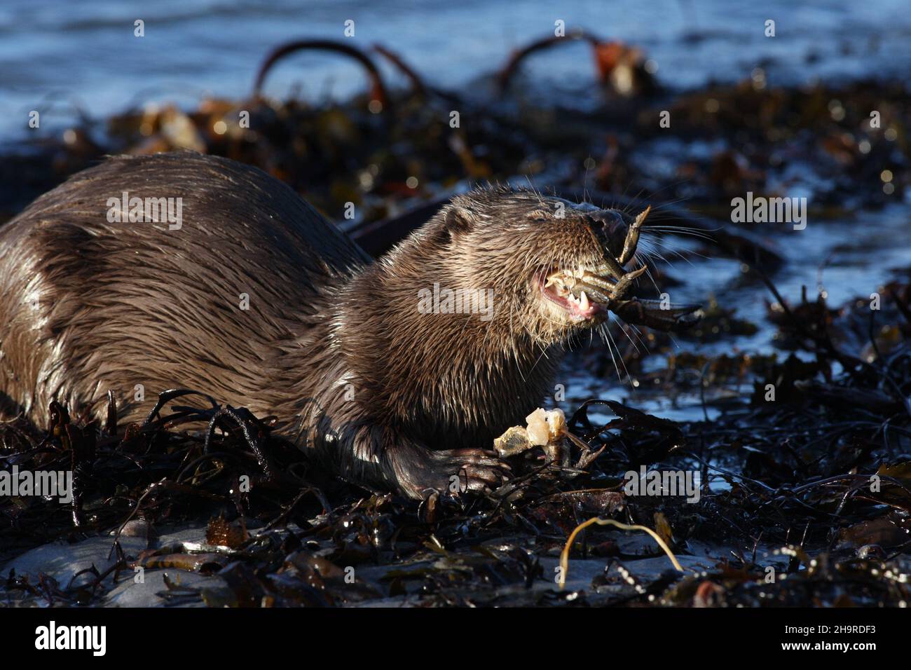 Otters are very successful aquatic mammals. On coasts they can catch ...