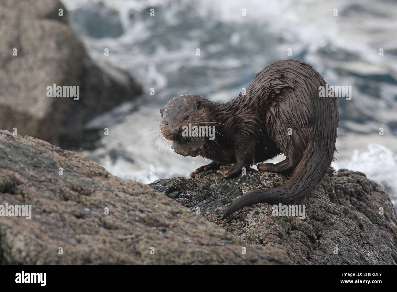 Otters are very successful aquatic mammals. On coasts they can catch ...