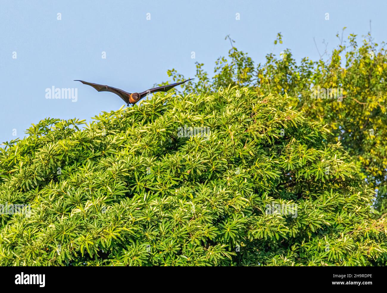 Bat coming towards the camera from a tree Stock Photo - Alamy