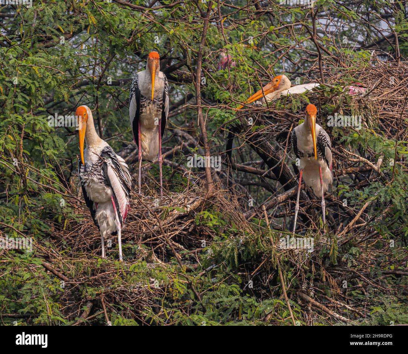 Group painted stork nest hi-res stock photography and images - Alamy