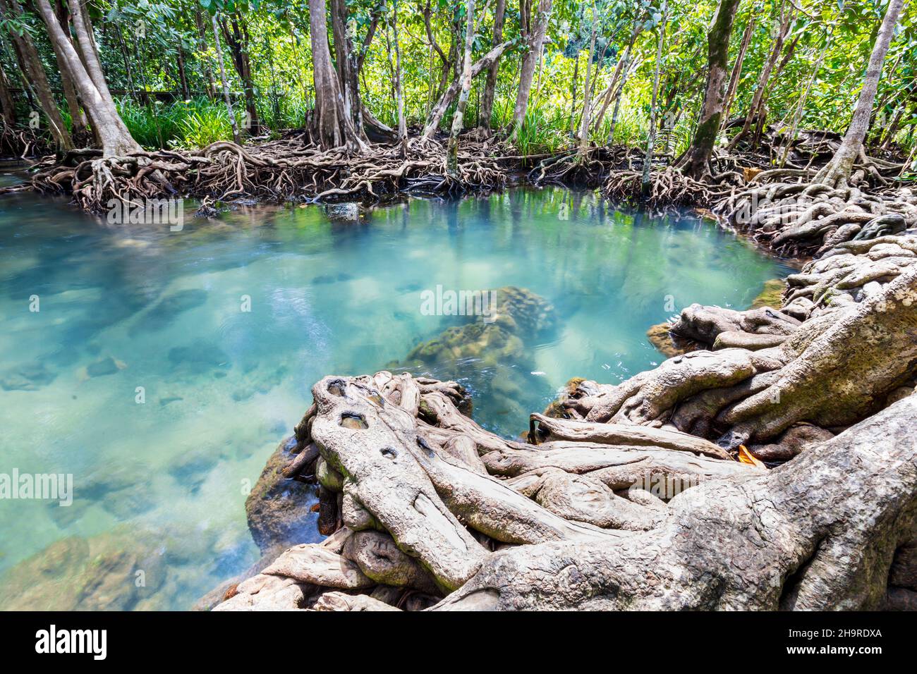 Tropical tree roots or Tha pom mangrove in swamp forest and flow water ...