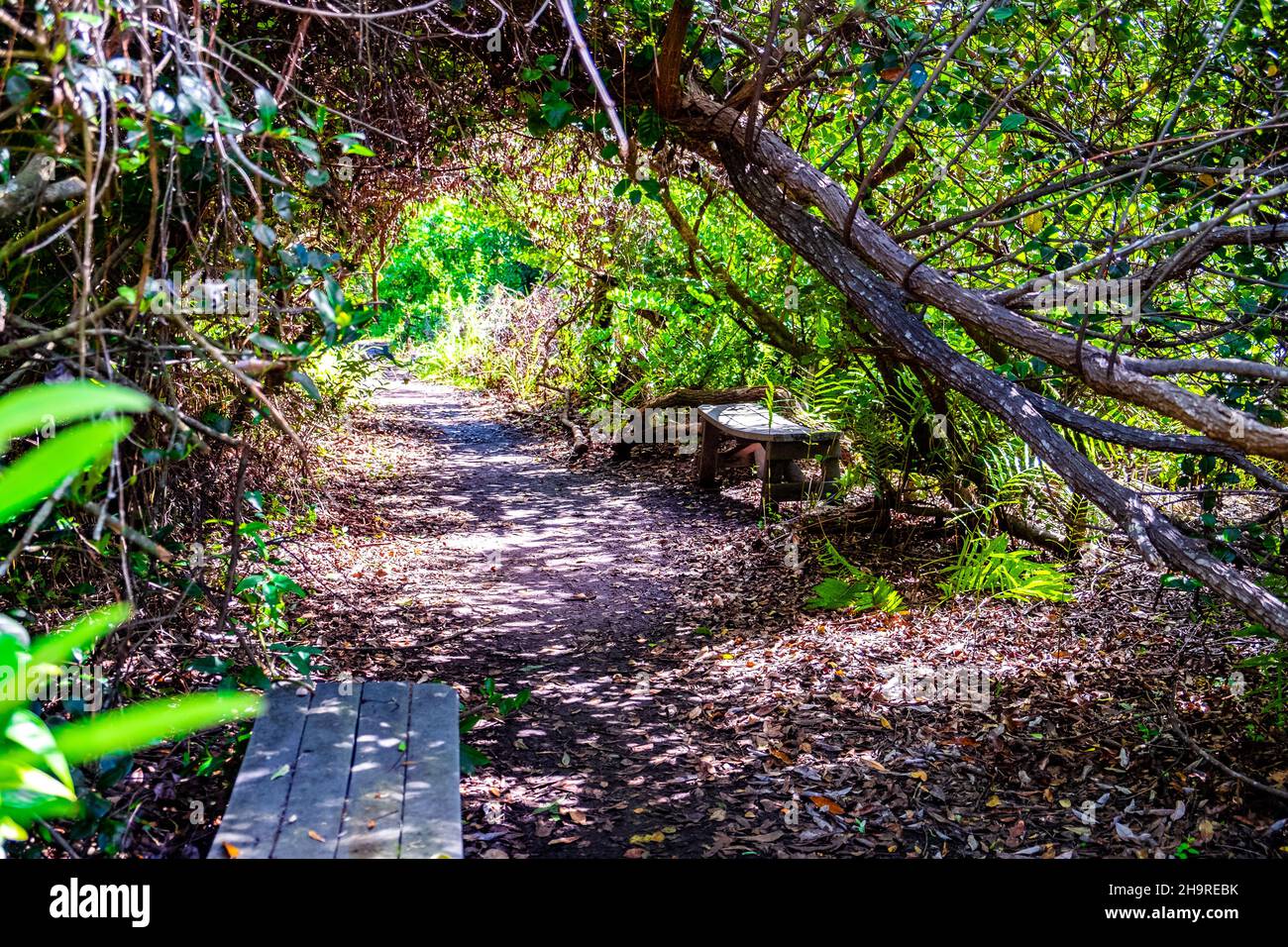 Narrow path through the forest trees with wooden benches and autumn ...