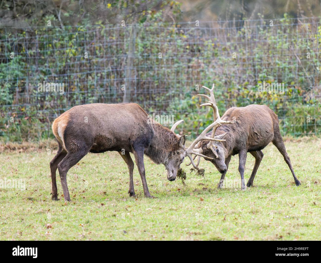 Red deer stags fighting in hi-res stock photography and images - Alamy