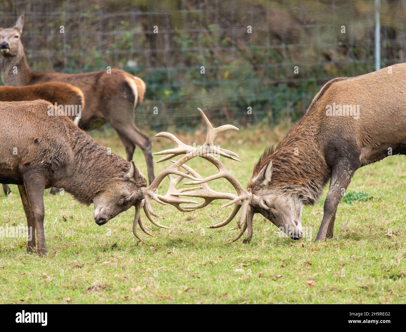 Red deer stags fighting in hi-res stock photography and images - Alamy