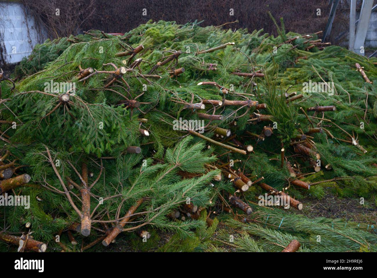 Collection of branches hi-res stock photography and images - Alamy