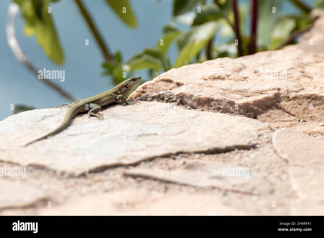 lizard on a wall in the spanish costa brava Stock Photo - Alamy