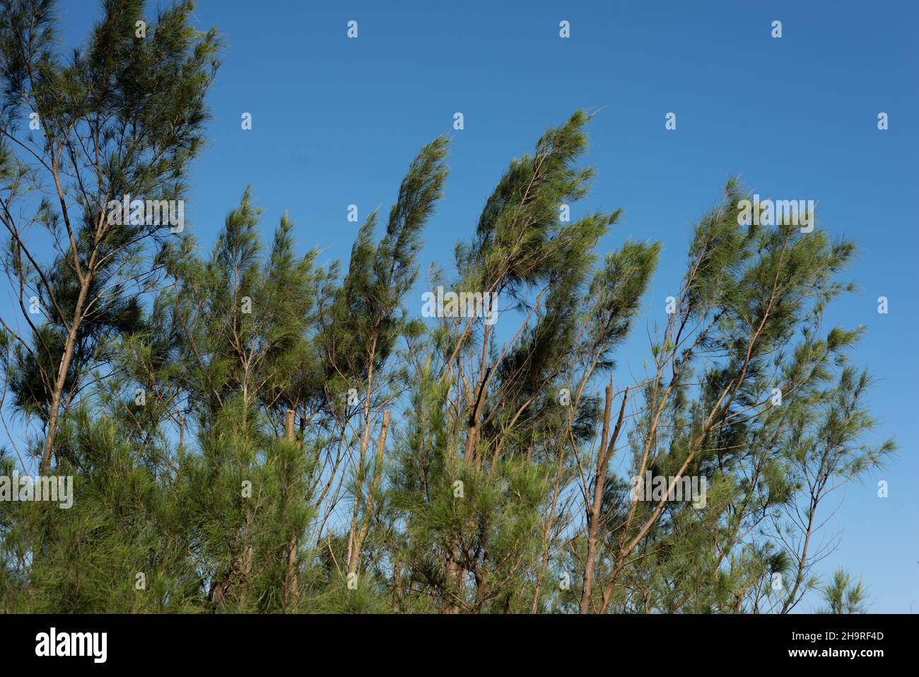 View of pine trees in the background of a clear blue sky Stock Photo ...