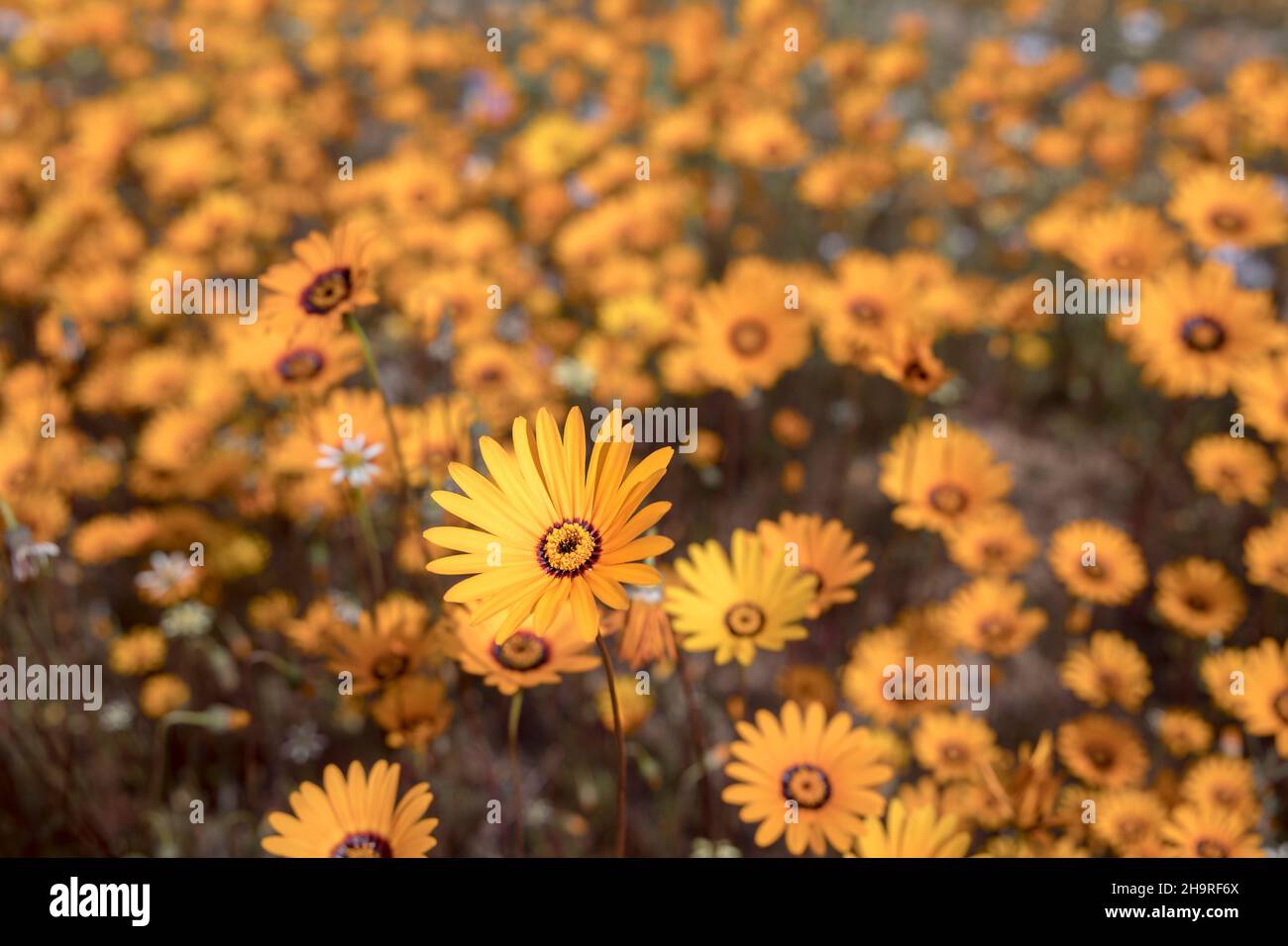 Beautiful daisies growing in hi-res stock photography and images - Alamy