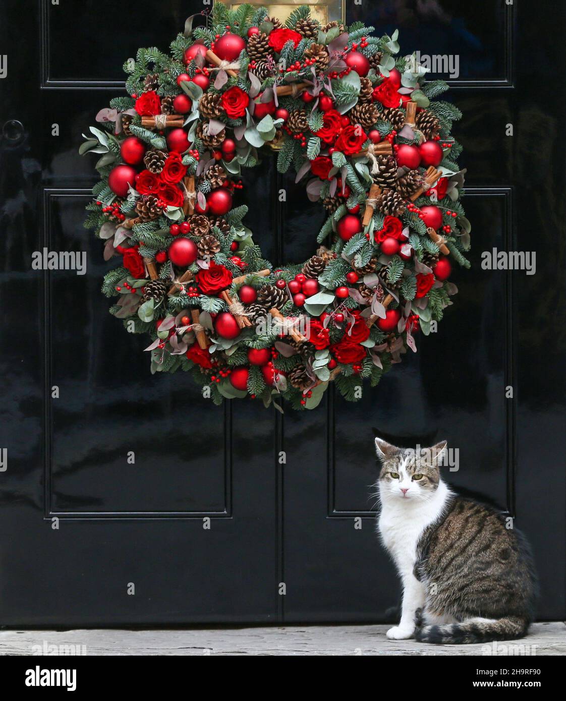 London, England, UK. 8th Dec, 2021. UK Prime Minister's office's cat ...