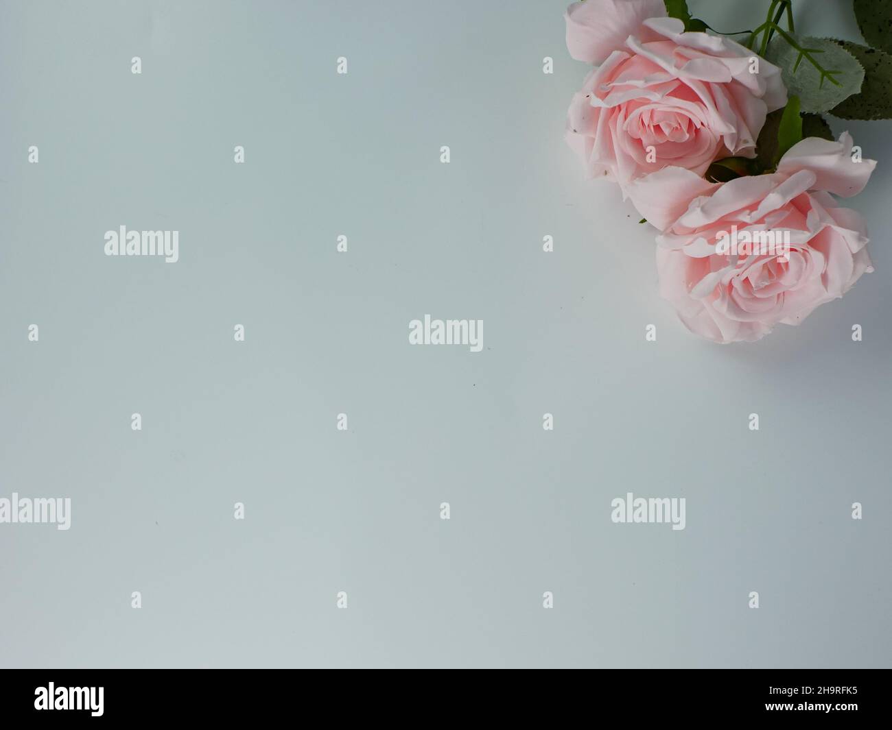 Artificial pink roses with copy space on a white background. ready to ...